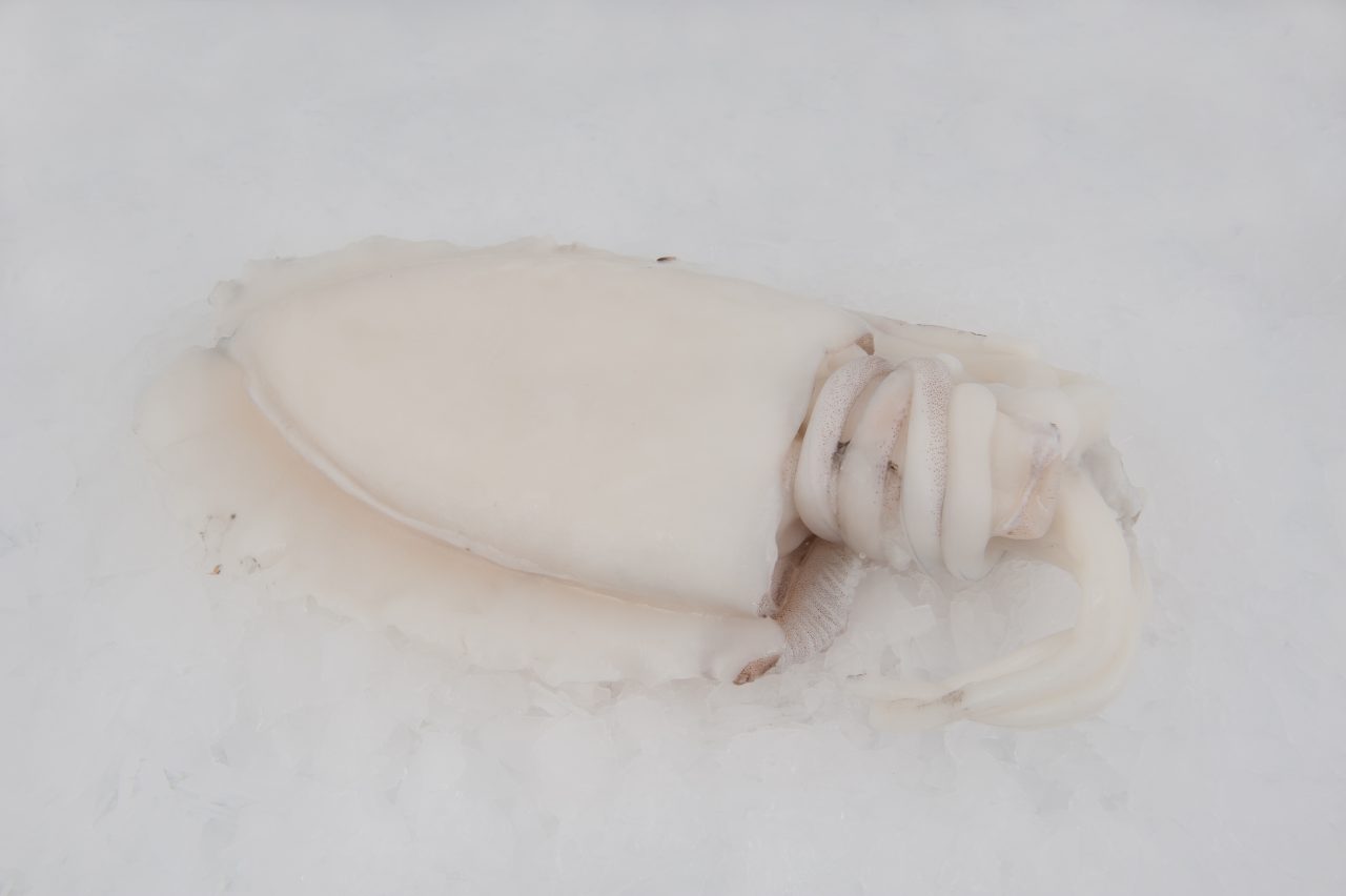 Products Wild Catch. Network Rotterdam!